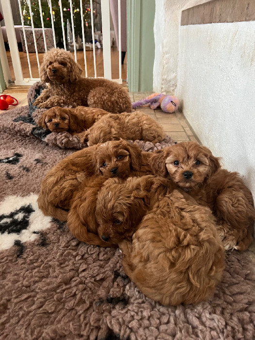 Köpa valp :: Myrans Cavapoo